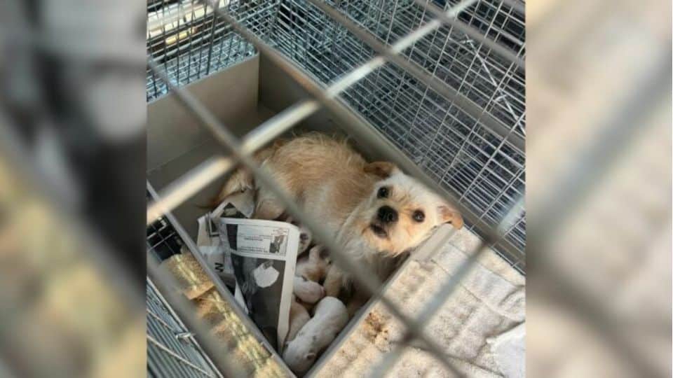 Rescuers in California Stumble Upon Mama Dog and Her Pups by a Trailer ...