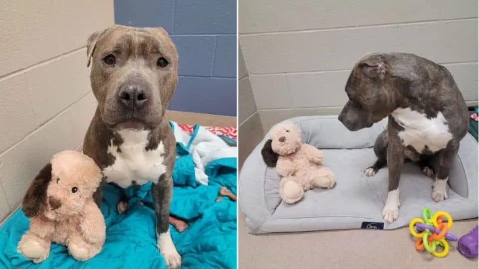 Abused Dog With a Missing Ear Starts a New Life With His Forever Dad