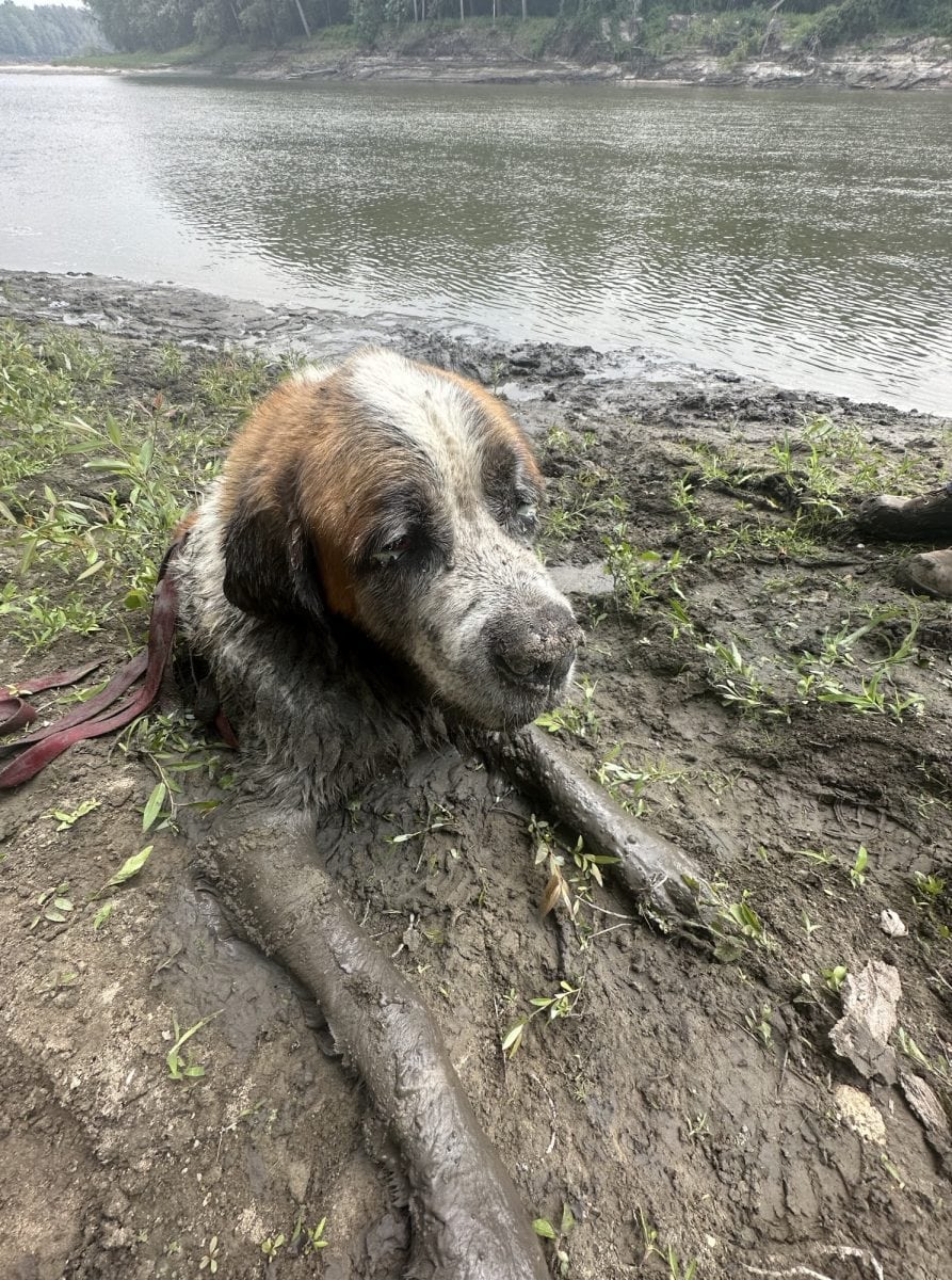 Bachelor Party Saves Dog Trapped in Mud Along Minnesota River ...