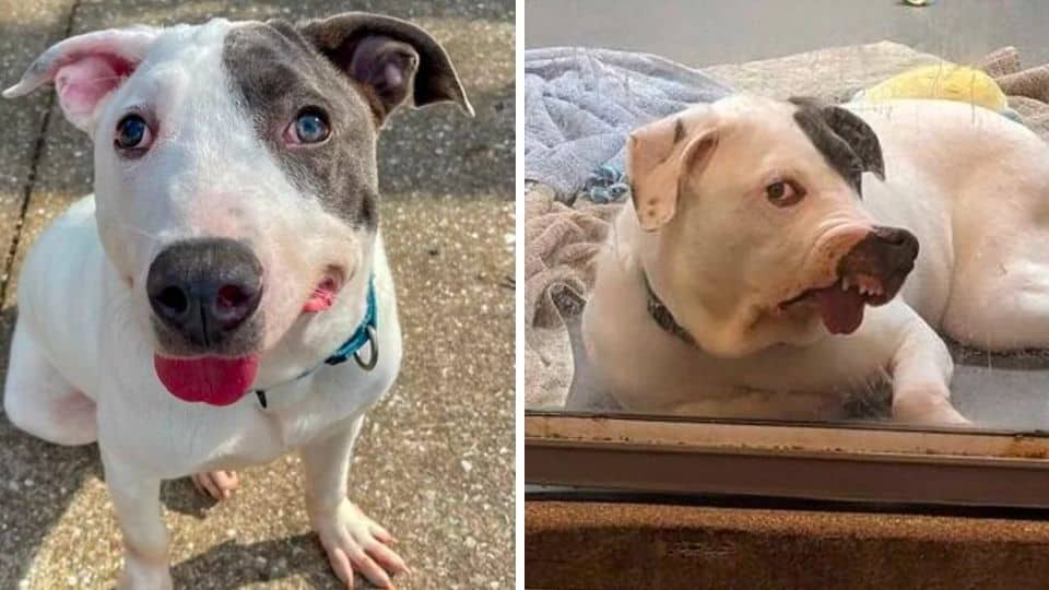 Quirky-Faced Pup Proves That Love Matters More Than Looks - PupWeekly ...