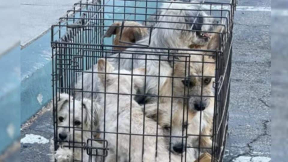 Woman Discovers Seven Terrified Dogs Trapped Outside Shelter and Saves ...