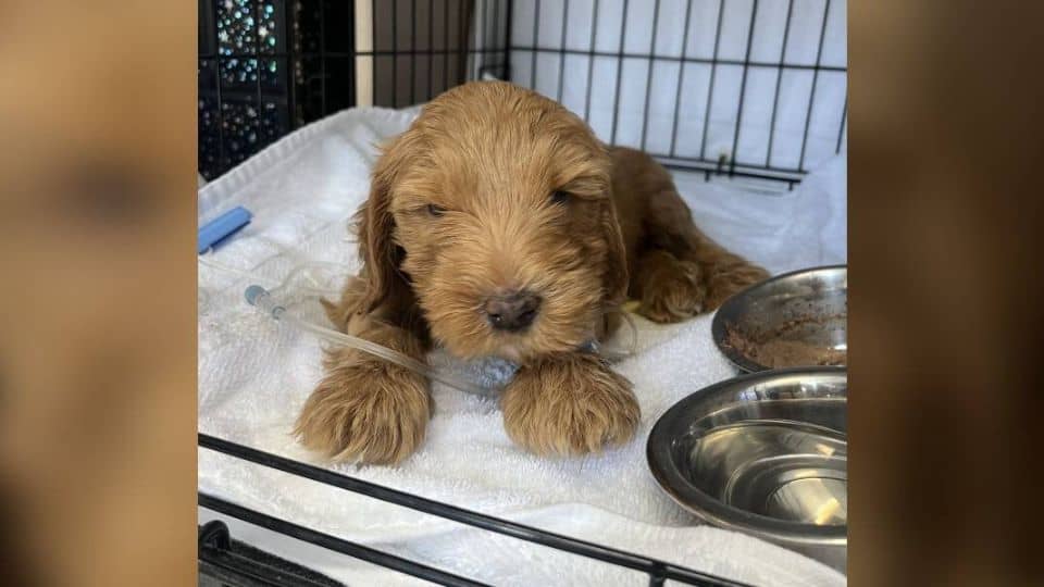 Tiny Goldendoodle Puppy Defies All Odds After Being Saved From The ...