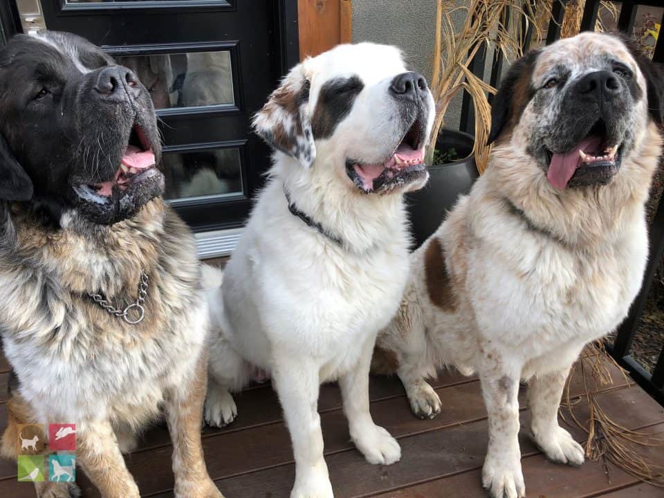 Homeless Saint Bernard Brothers Hold On to Each Other in a Cold Shelter