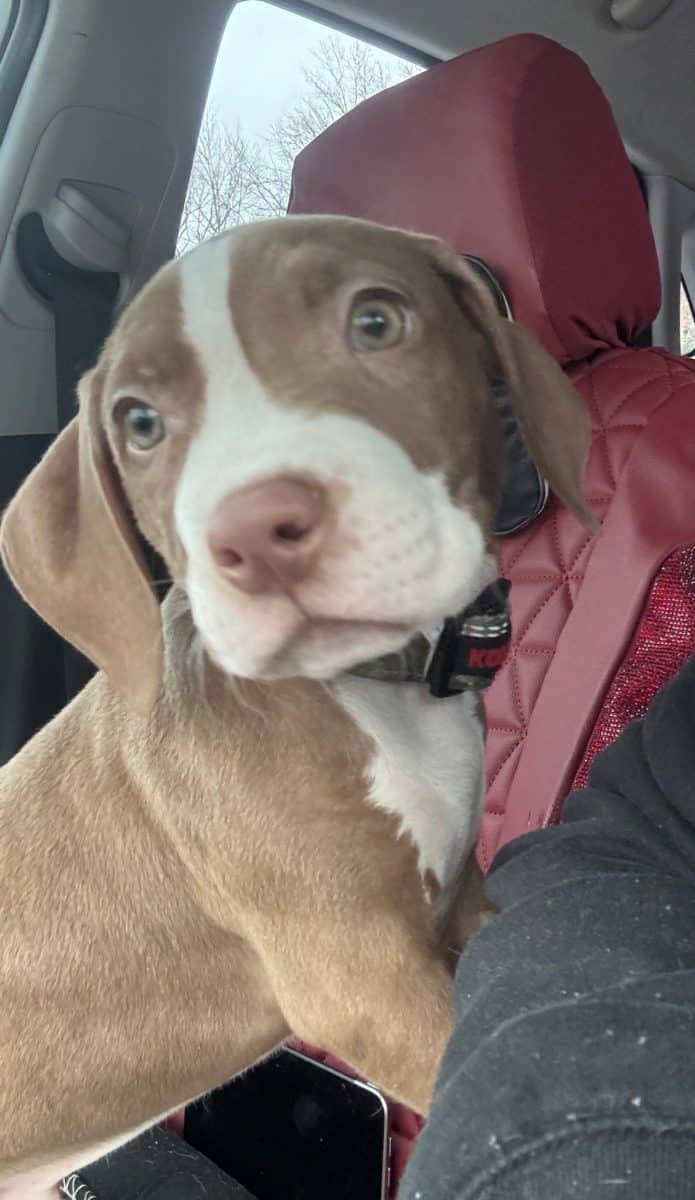 Rescuers Save Two Tiny Puppies Left Behind In The Cold Morning
