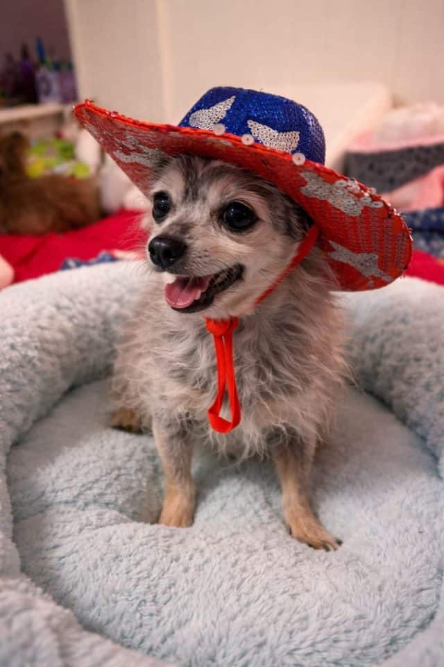 Everyone Expected This Senior Dog To Fade Away But He Had One More ...