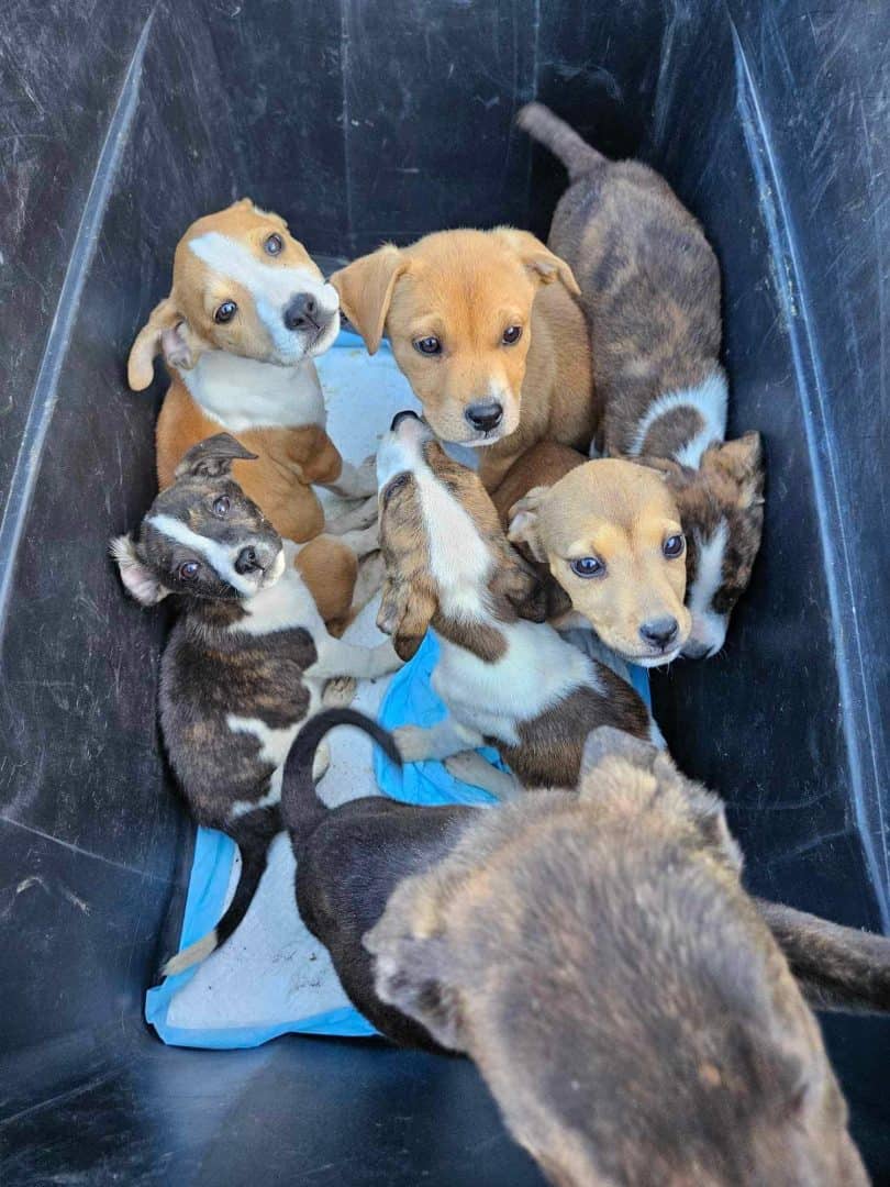 Seven Lost Puppies Rescued After Being Left Alone In The Wilderness