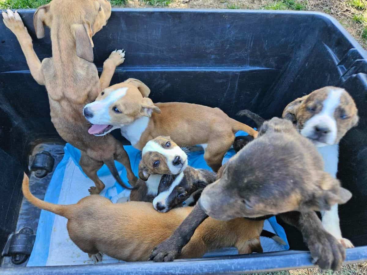 Seven Lost Puppies Rescued After Being Left Alone In The Wilderness