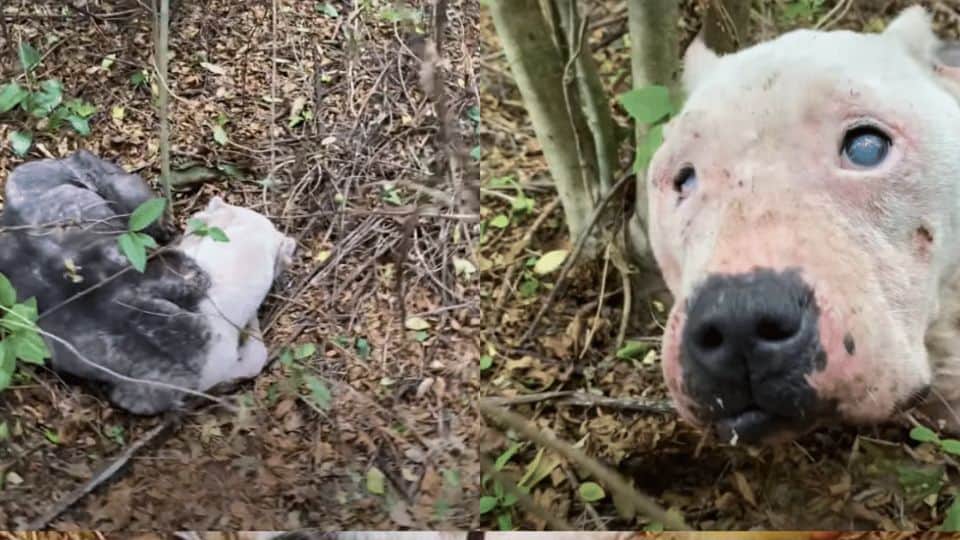 A Starving Dog Lay In The Woods With No Way To Cry For Help