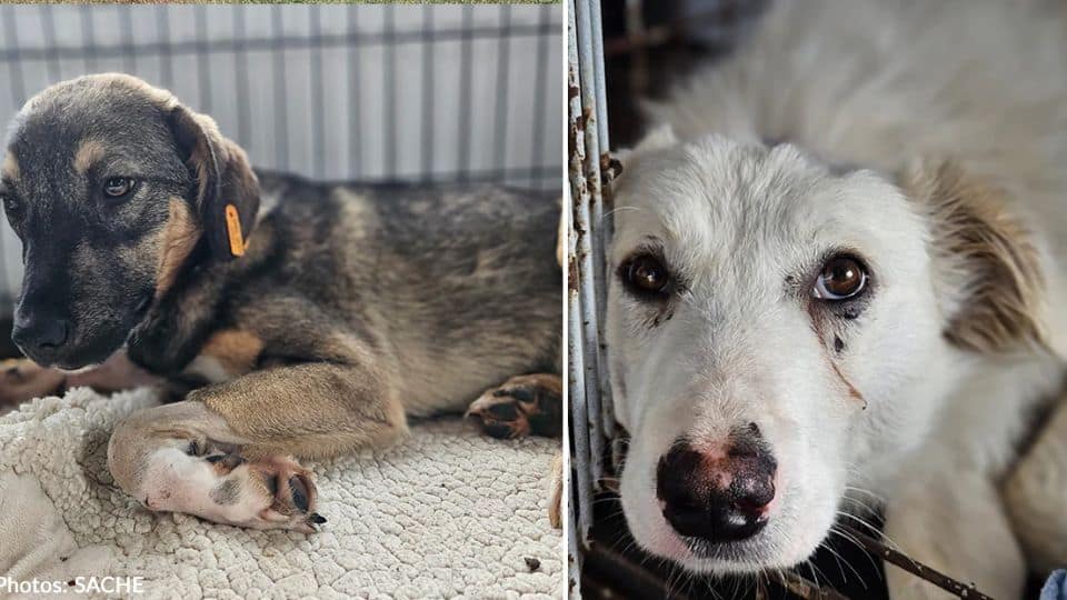 Two Broken Dogs Found on the Streets and the Fight to Save Their Lives