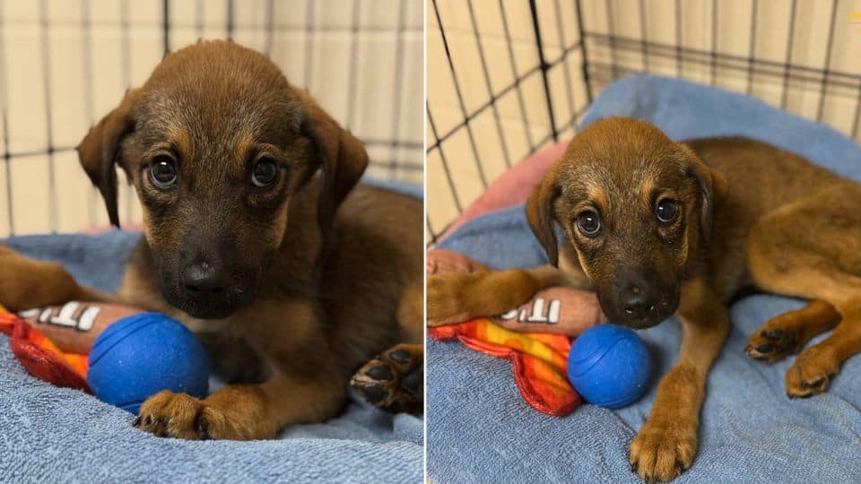 Five Month Old Puppy Swim Survived Parvo With Her Mother By Her Side
