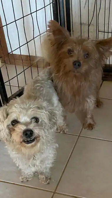 Chewy The Tiny Puppy Who Gave Everything While His Heart Was Failing