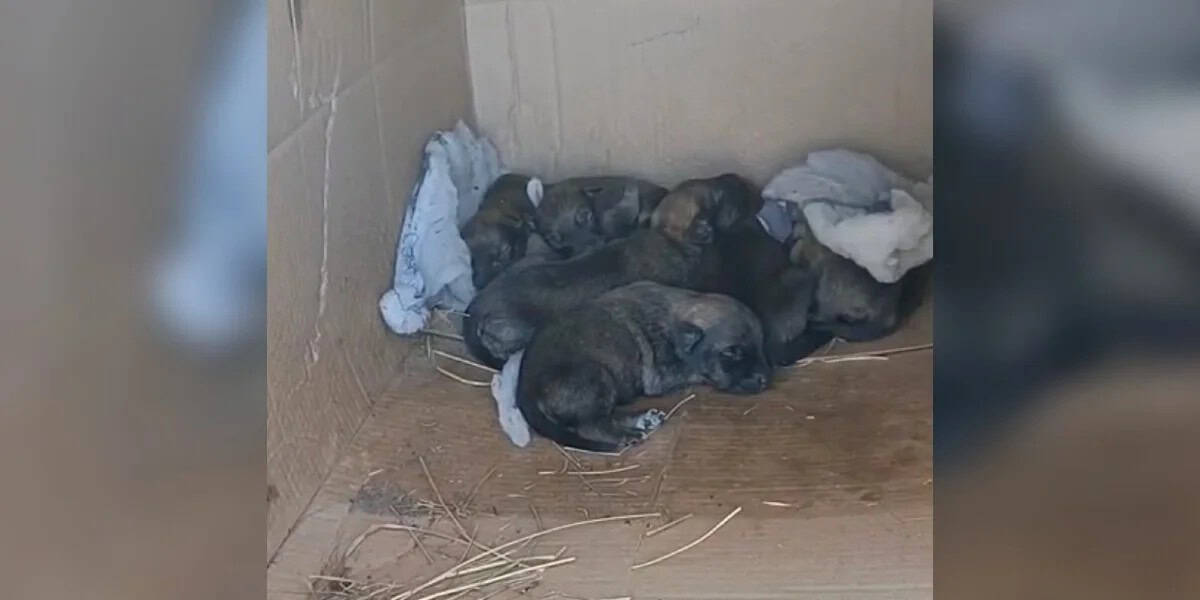 A Mama Dog Waited By A Car With Nothing Left But Hope
