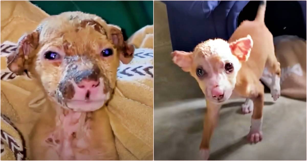Burned Puppy Pongo Clung To Life After Fire Took Everything