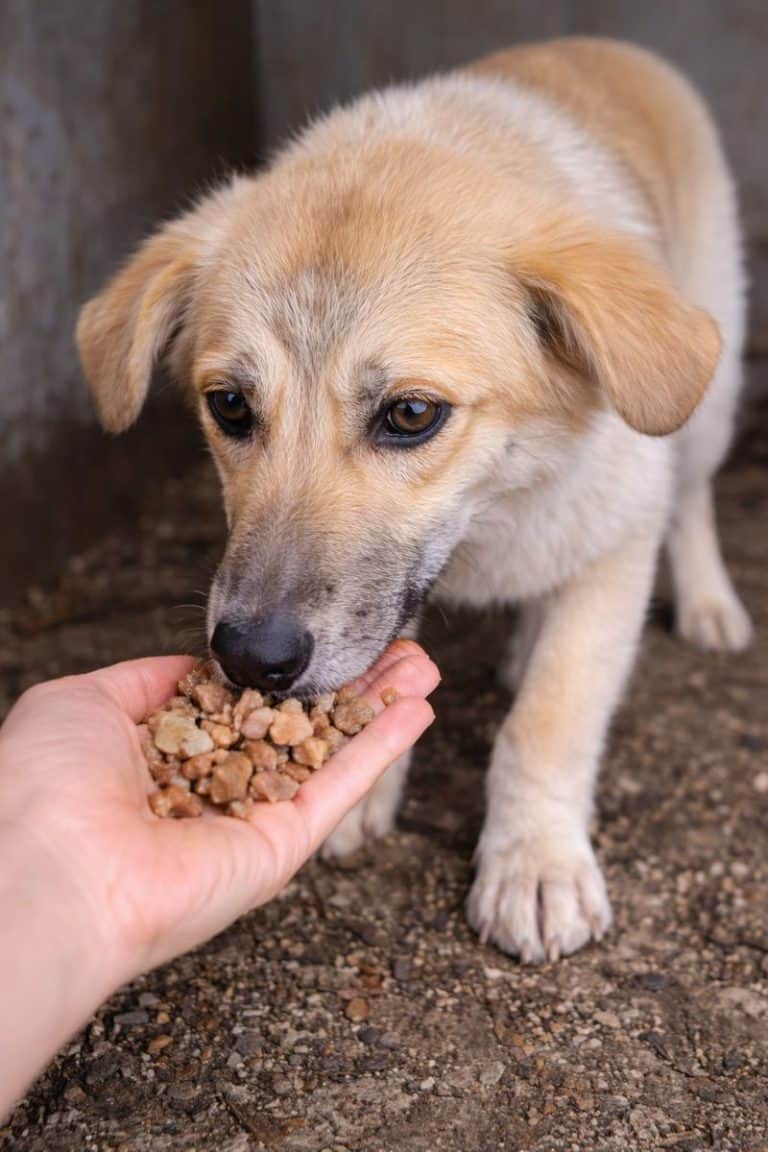 Stray Dog Sits Alone and Begs With His Paws for Someone to Love Him