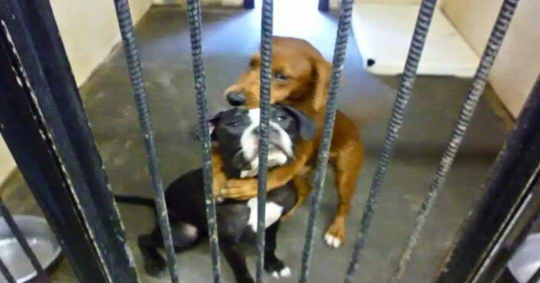 The Heartbreaking Kennel Hug That Saved Two Sweet Souls