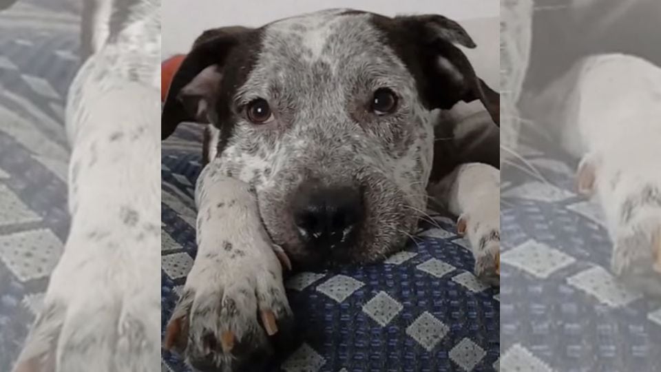 A Heartbroken Puppy Lay Silent, Hoping Someone Would Finally Choose Him