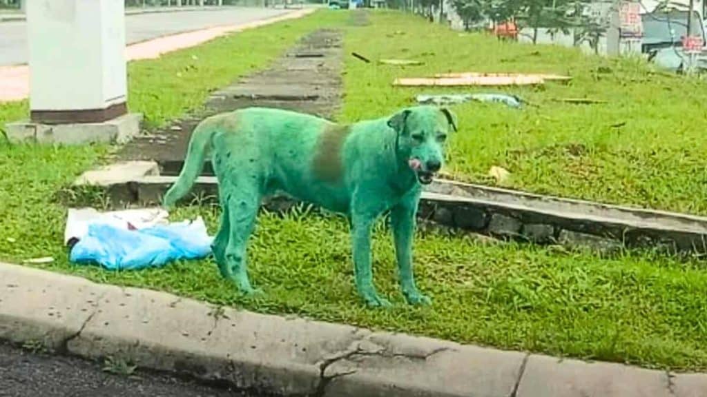 Stray Dog Painted Green Finally Saved By Kind Stranger