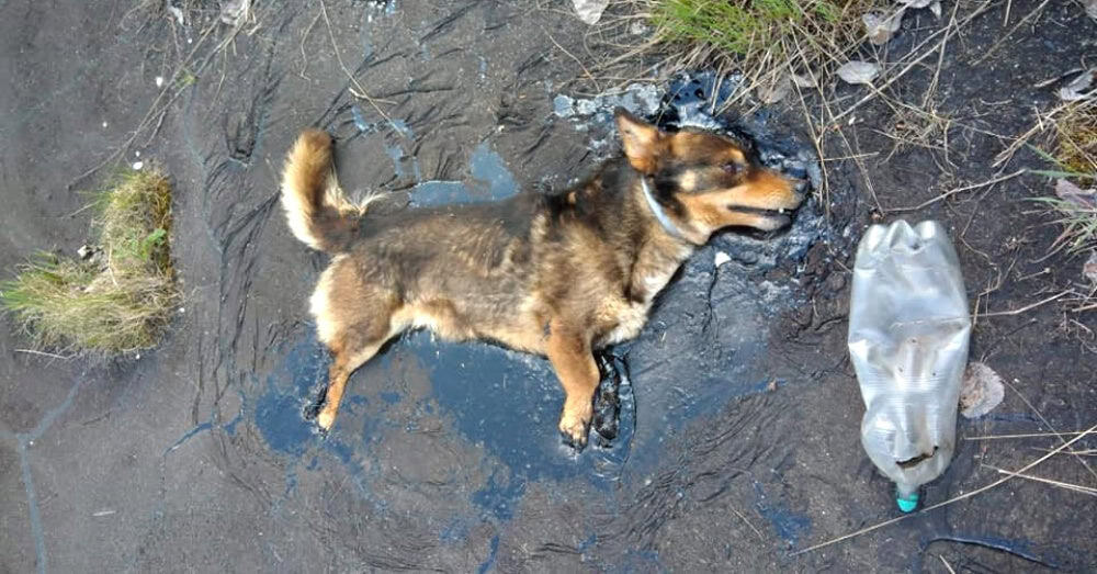 Abandoned Dog Sank Into Tar And Fought To Stay Alive With One Broken Bark