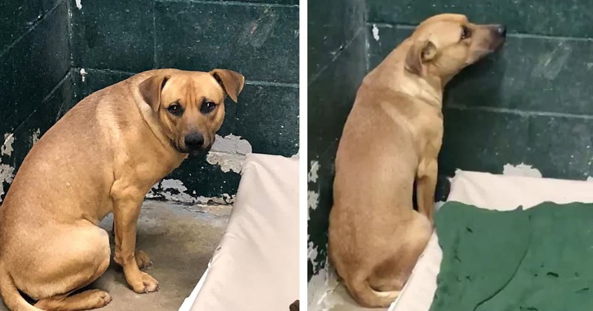 Family Leaves Sweet Dog At Kill Shelter After One Mistake