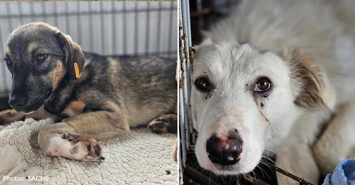 Two Homeless Dogs Suffer Unthinkable Pain, But Their Hearts Still Want Love