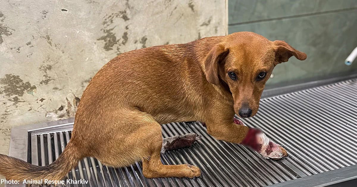 Abandoned And Broken In A War Zone, This Sweet Dog Refused To Give Up