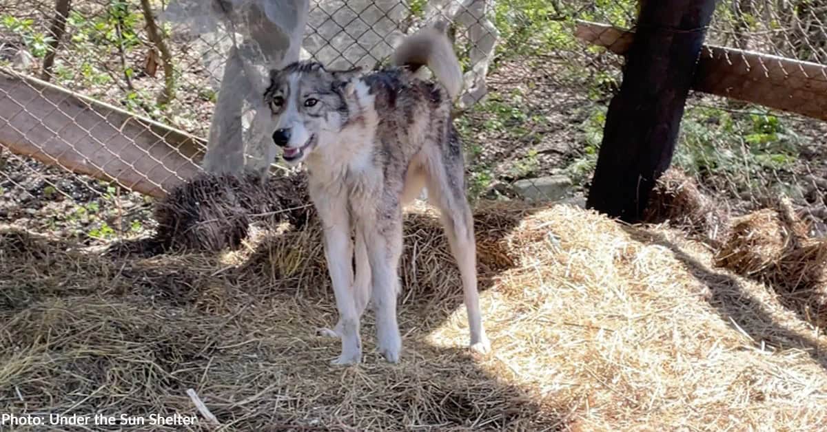 Sick Dog Found in a Destroyed Barn Still Wagged Her Tail in Pain