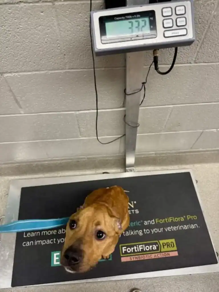 Shelter’s Skinniest Dog Finds Love And Becomes Unrecognizable