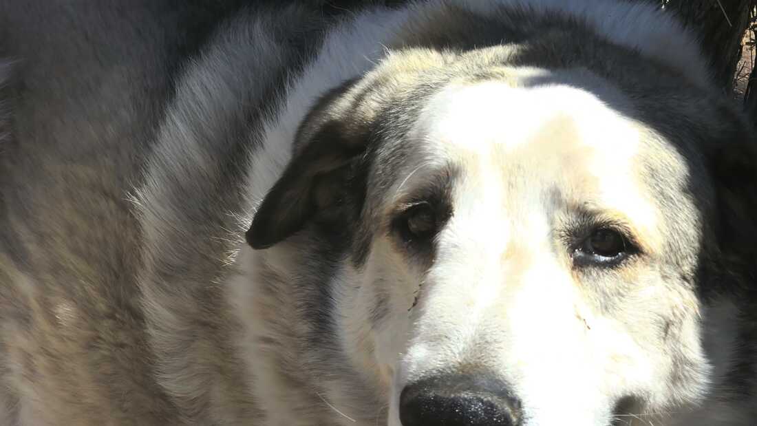 Hero Dog Finds Missing 2-Year-Old Boy After Night Alone In Arizona Desert