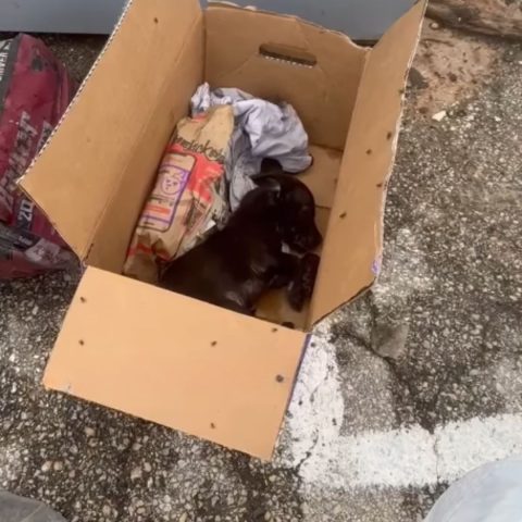 From A Cardboard Box By The Dumpster To A Wisconsin Home Full Of Love ...