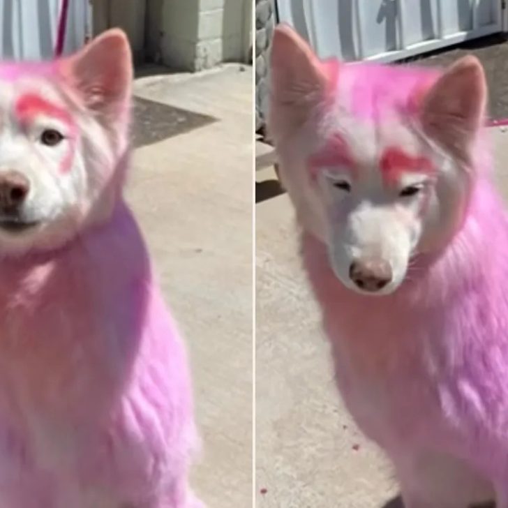 Paw-sitively Hilarious: Funniest Dog Videos Of The Week