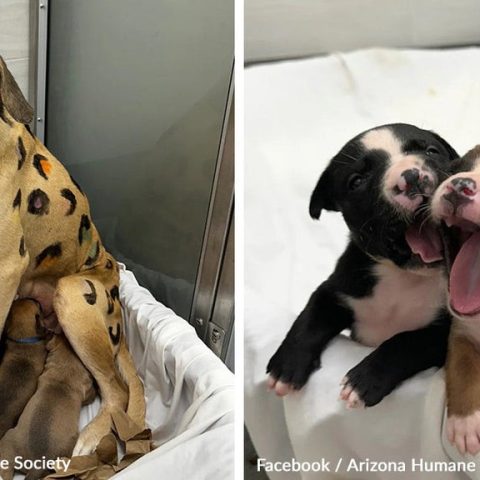 Paw-sitively Hilarious: Funniest Dog Videos Of The Week